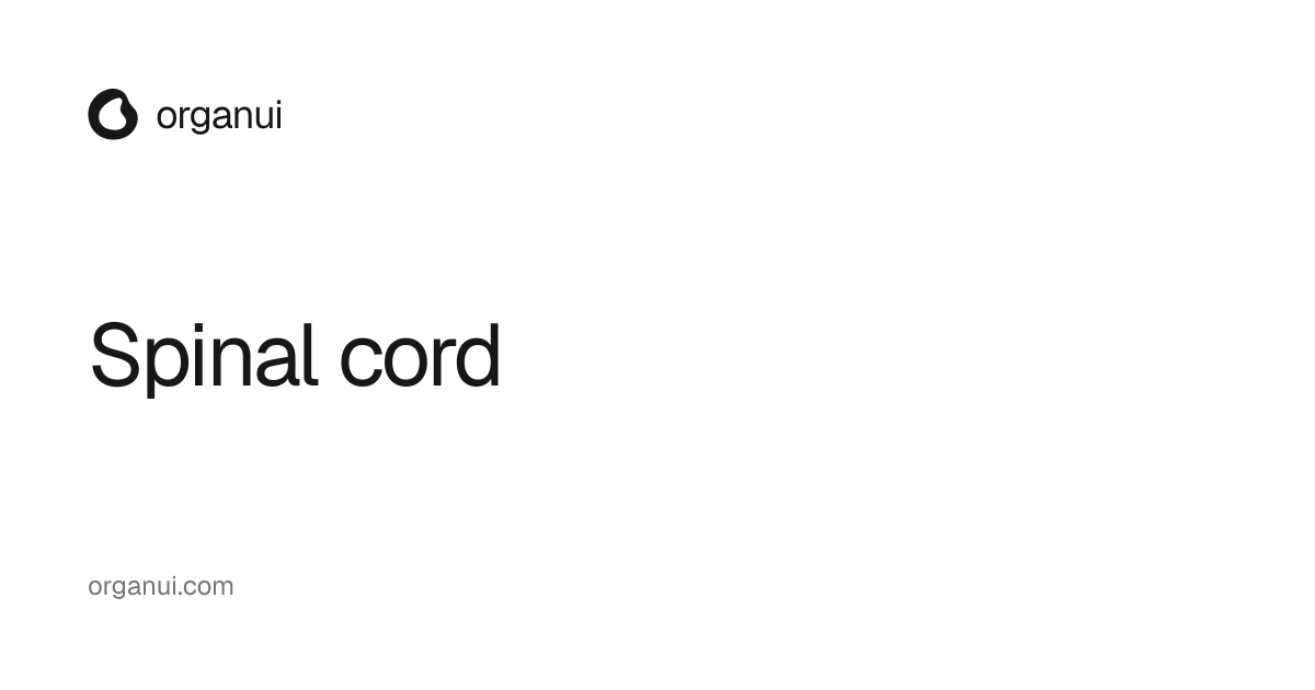 Spinal cord — OrganUI
